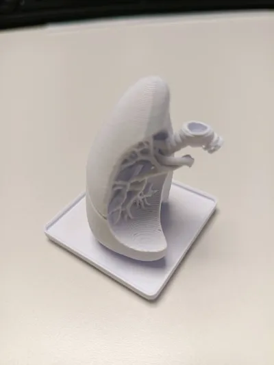Gridfinity Anatomical Lung Model (Multi-Color/AMS) - Free 3D Print ...