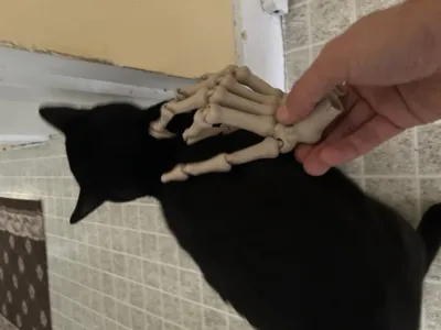 Print in Place Fully Articulated Skeleton Hand by KOGI3D MakerWorld ...