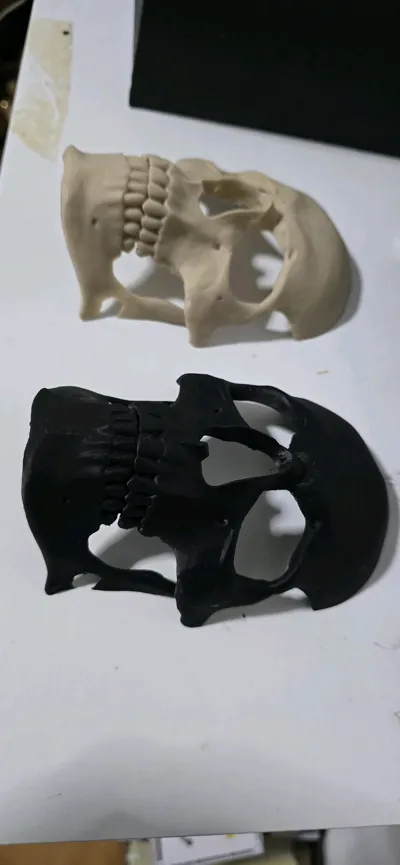 Human skull Spooky reptile hide Enrichment Decor - Free 3D Print Model ...