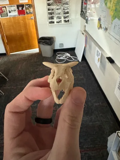 Carnotaurus Skull V2 (10-25 Grams) - Free 3D Print Model - MakerWorld