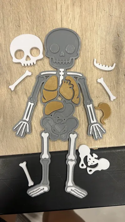 Human Body Jigsaw Puzzle for kids - Free 3D Print Model - MakerWorld