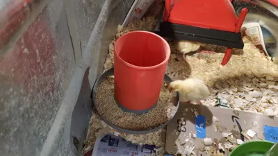 Chicken feeder tower by Tom.john98 - MakerWorld