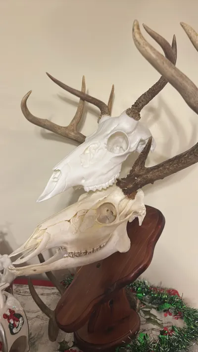 Whitetail Deer Skull Bullet Antler Mount - Small - Free 3D Print Model ...