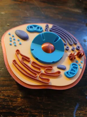 Animal Cell Remixed by ZEE SOLO MakerWorld: Download Free 3D Models
