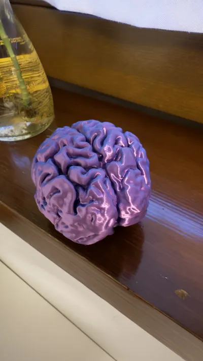 Human Brain by Lasse MakerWorld: Download Free 3D Models