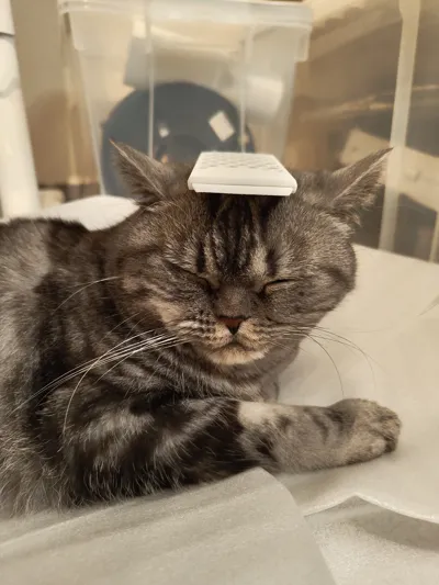 Optimized Bed Scraper by ThreeD-Michael MakerWorld: Download Free 3D Models