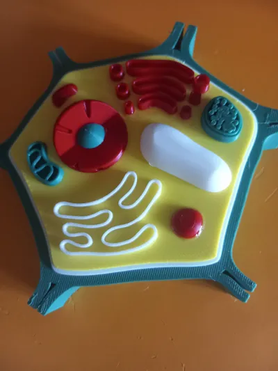 Plant Cell Remixed by ZEE SOLO MakerWorld: Download Free 3D Models