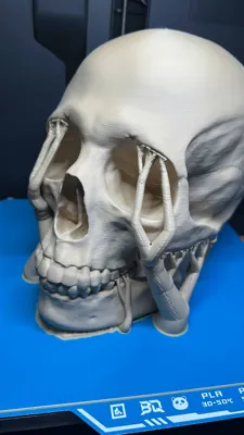Natural Skull size by Rober7Crow MakerWorld: Download Free 3D Models