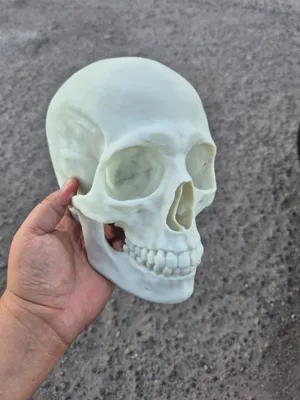 Natural Skull size - Free 3D Print Model - MakerWorld