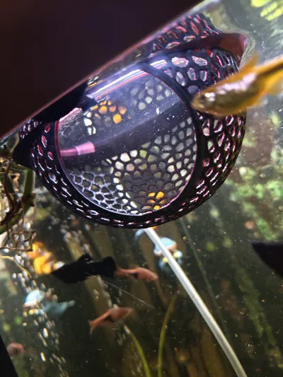 Floating Aquarium Hide by kit-kat MakerWorld: Download Free 3D Models Floating Aquarium Hide by kit-kat MakerWorld: Download Free 3D Models