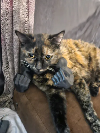 Hulk arms on cat Remixed by Dino J MakerWorld: Download Free 3D Models