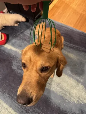 Soul Extractor - Head massager灵魂提取器 by YSR MakerWorld: Download Free 3D ...