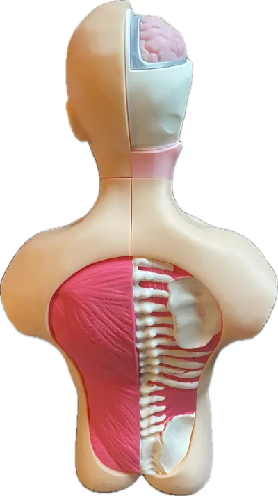 Human Torso Anatomy Model Remixed by jabbaTheHuds MakerWorld: Download ...