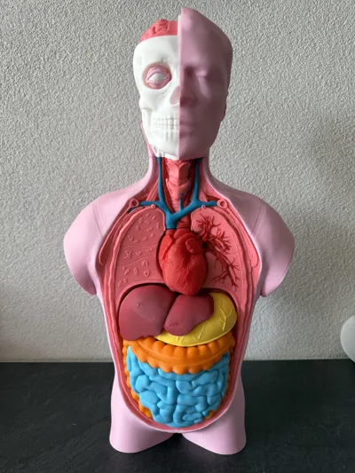 Human Torso Anatomy Model Remixed by jabbaTheHuds MakerWorld: Download ...