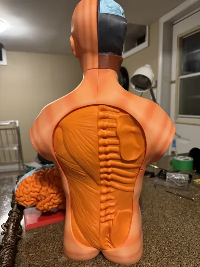 Human Torso Anatomy Model Remixed by jabbaTheHuds MakerWorld: Download ...