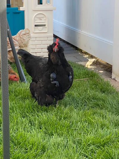 T-Rex Chicken Arms - Free 3D Print Model - MakerWorld