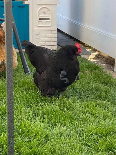 T-Rex Chicken Arms - Free 3D Print Model - MakerWorld