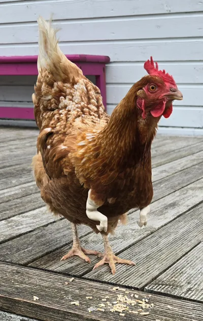 T-Rex Chicken Arms by Starklord MakerWorld: Download Free 3D Models