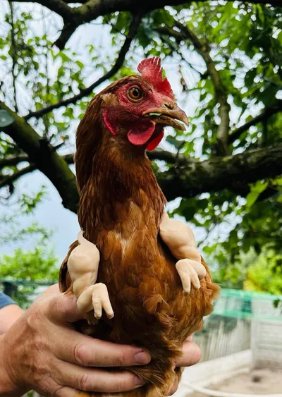 T-Rex Chicken Arms - Free 3D Print Model - MakerWorld