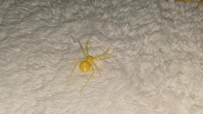 Dual Color Spider Remixed by agepbiz MakerWorld: Download Free 3D Models