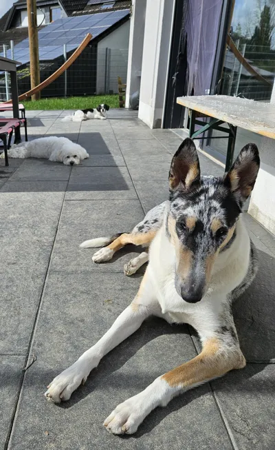 45 Different Dog Breed Coasters by Mr.Jay MakerWorld: Download Free 3D Models