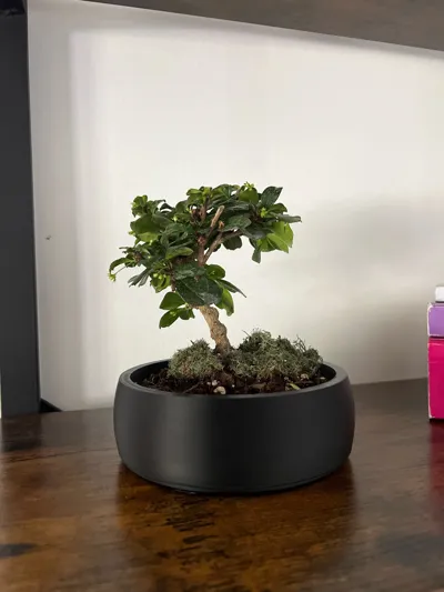 Round Bonsai Pot, Bonsai Planter - Free 3D Print Model - MakerWorld