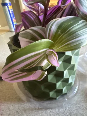 Inverted Hexagonal Plant pot Planter - Vase mode by SASSy Design ...