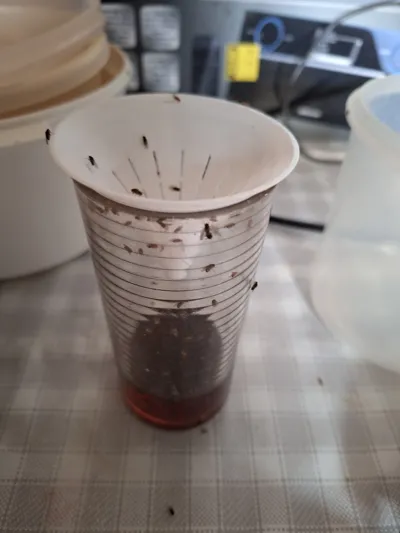 Fruit Fly Trap - Free 3D Print Model - MakerWorld