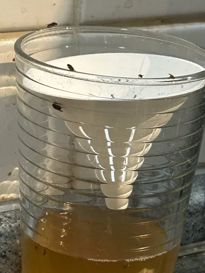 Fruit Fly Trap - Free 3D Print Model - MakerWorld