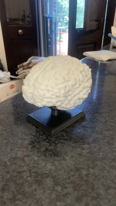Cérebro humano em tamanho real por Julia Ebert MakerWorld: Baixe modelos 3D gratuitos