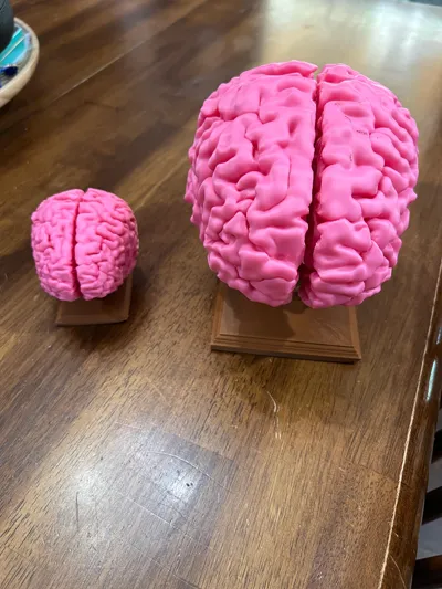 Cérebro humano em tamanho real por Julia Ebert MakerWorld: Baixe ...