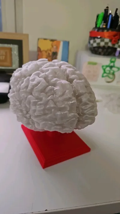Full-size human brain by Julia Ebert MakerWorld: Download Free 3D Models