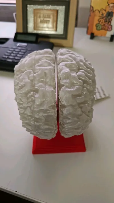 Full-size human brain by Julia Ebert MakerWorld: Download Free 3D Models