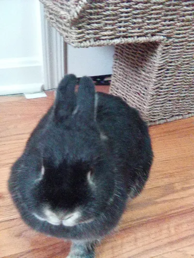 Minecraft Pixel Sunglasses by MaxM MakerWorld: Download Free 3D Models