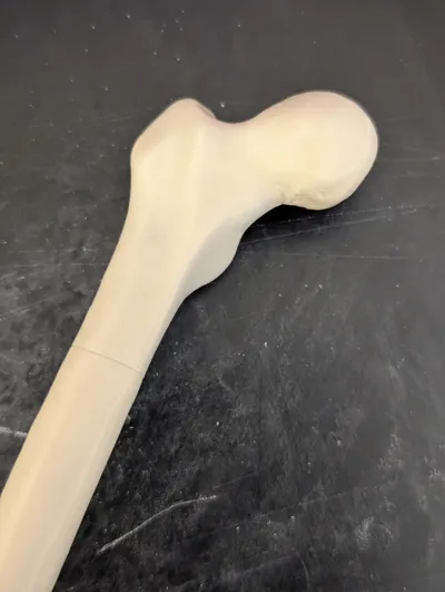 Femur (Thigh Bone) Pen by SH Designs MakerWorld: Download Free 3D Models