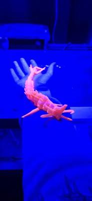 Articulated Reaper Leviathan - Subnautica - Free 3D Print Model ...