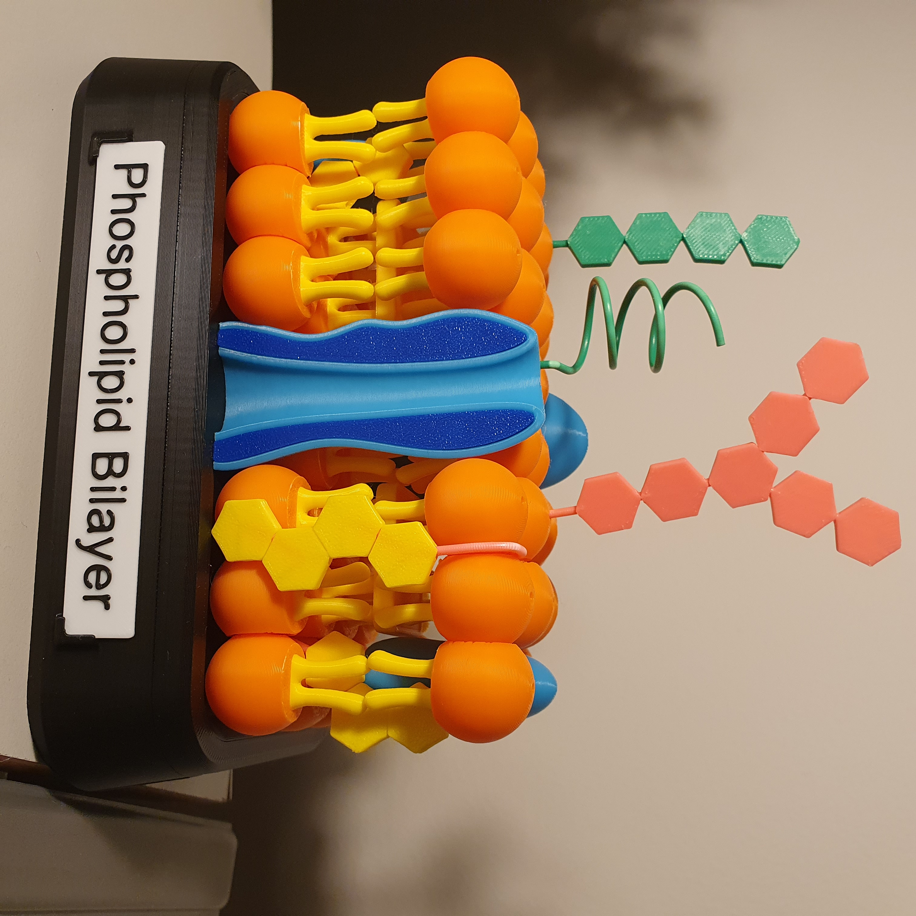 Phospholipid Bilayer Model Project Make The Cell Membrane: A Hands On