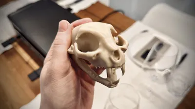 Cat Skull - Easy(ish) Print by jaminv - MakerWorld