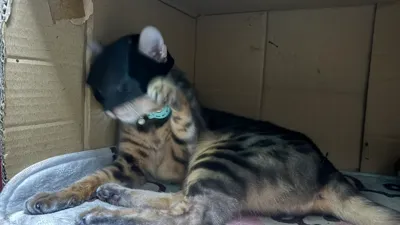 Bat-cat Batman cat mask - EASIER TO PRINT Remixed by V L A D I C ...