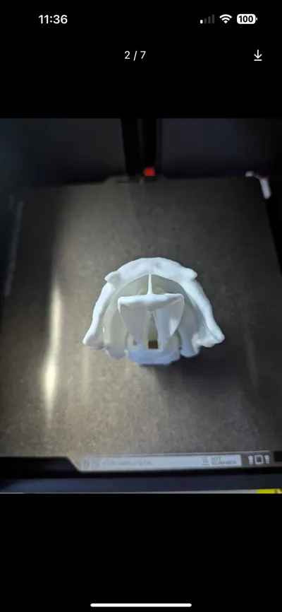 Upper Airway Model by flanker1743 - MakerWorld