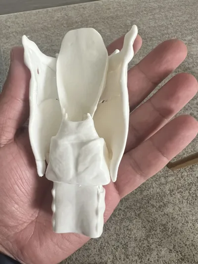 Upper Airway Model by flanker1743 - MakerWorld