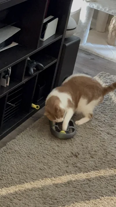 Modular Cat ball track by Travy MakerWorld: Download Free 3D Models