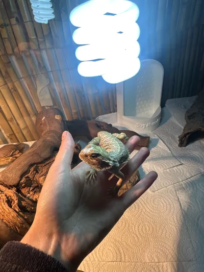 Bug Muncher - Reptile Feeder - Free 3D Print Model - MakerWorld