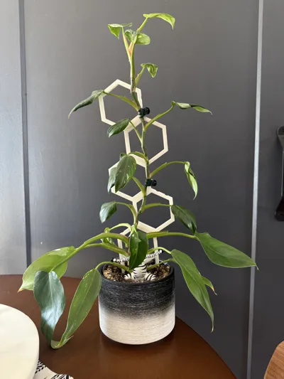 Modular Stackable Hexagonal Plant Support by dyst.lab MakerWorld ...