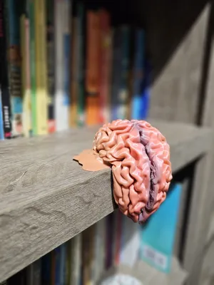 Melting Brain - Decoration for Classroom or Desk by MaKim MakerWorld ...