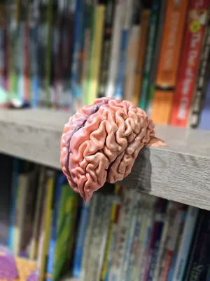 Melting Brain - Decoration for Classroom or Desk by MaKim MakerWorld ...
