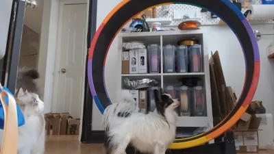 Cat Exercise Wheel by Josh-3D MakerWorld: Download Free 3D Models