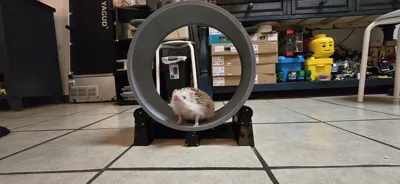 Cat Exercise Wheel by Josh-3D MakerWorld: Download Free 3D Models