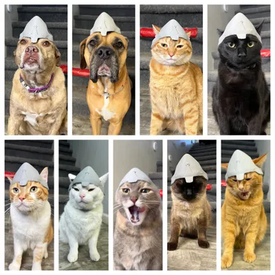 Medieval Cat - Helmet / Casco - Free 3D Print Model - MakerWorld