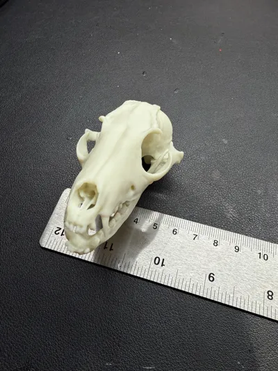 fox skull by pstumpp2005 MakerWorld: Download Free 3D Models